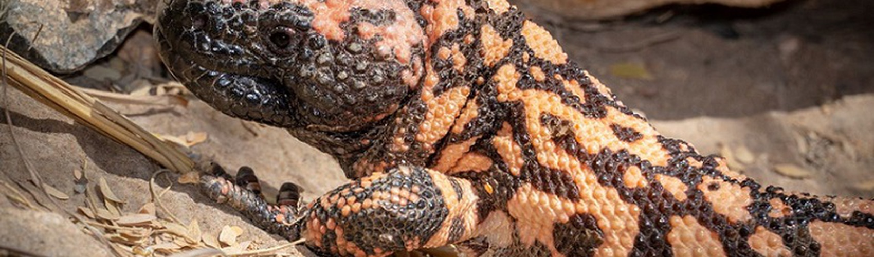 Reptile experience Magic Natura Animal, Waterpark Resort en Benidorm ...